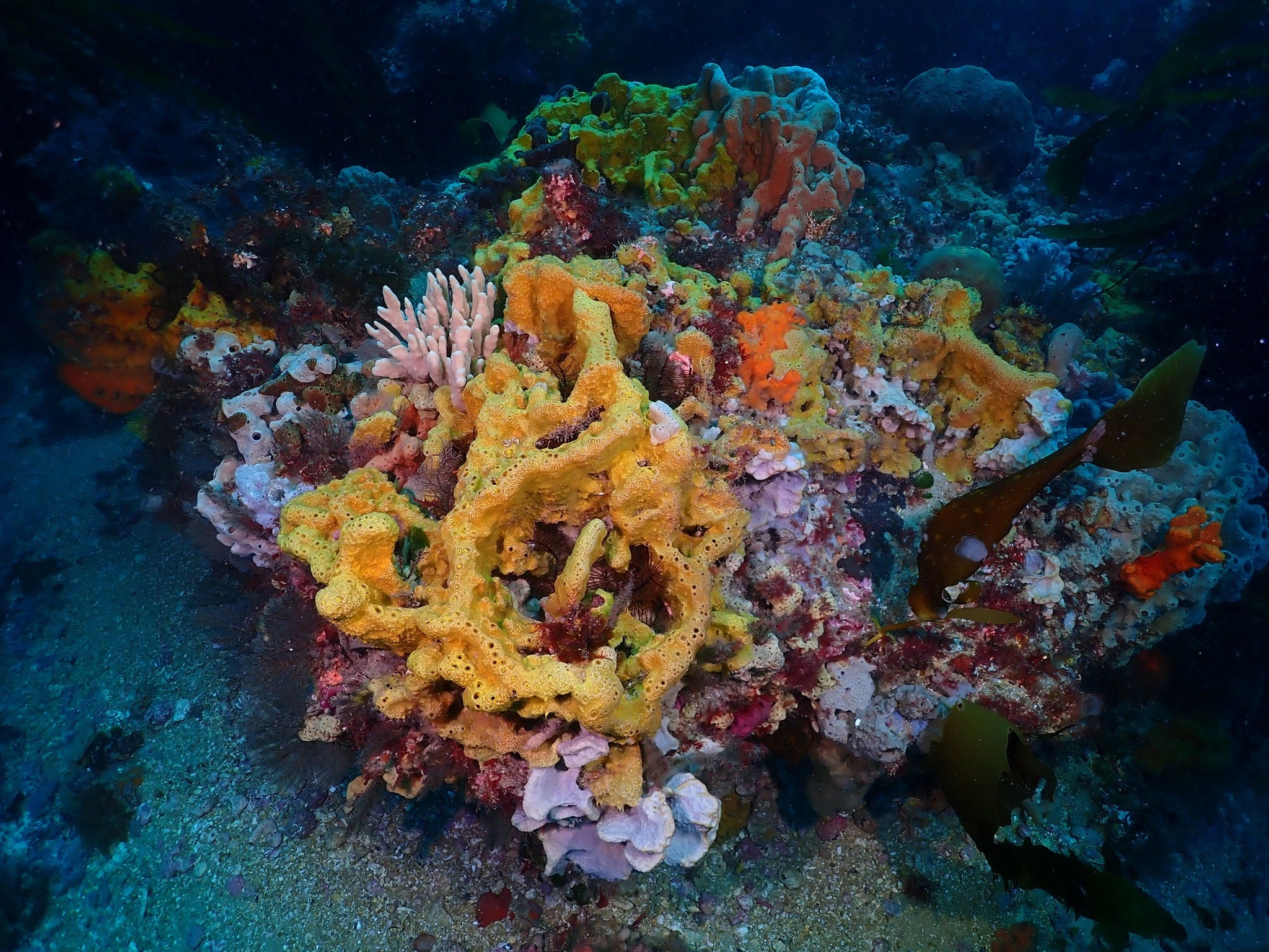 Guided Fun Dive (2 Shore / 1 Shore 1 Boat) for 2 Person – Simple Dive